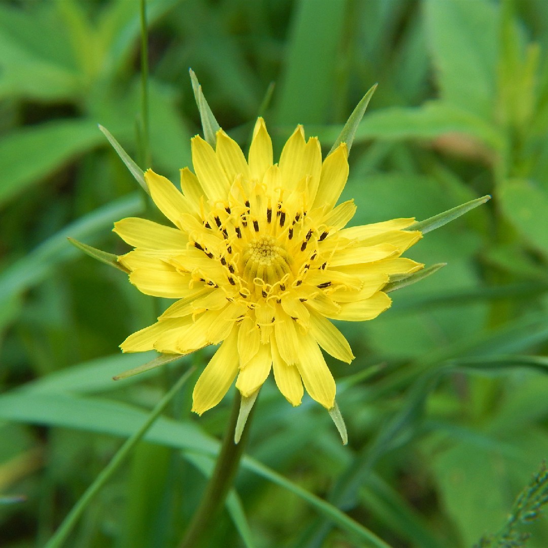 Bleke morgenster (Tragopogon dubius) - PictureThis