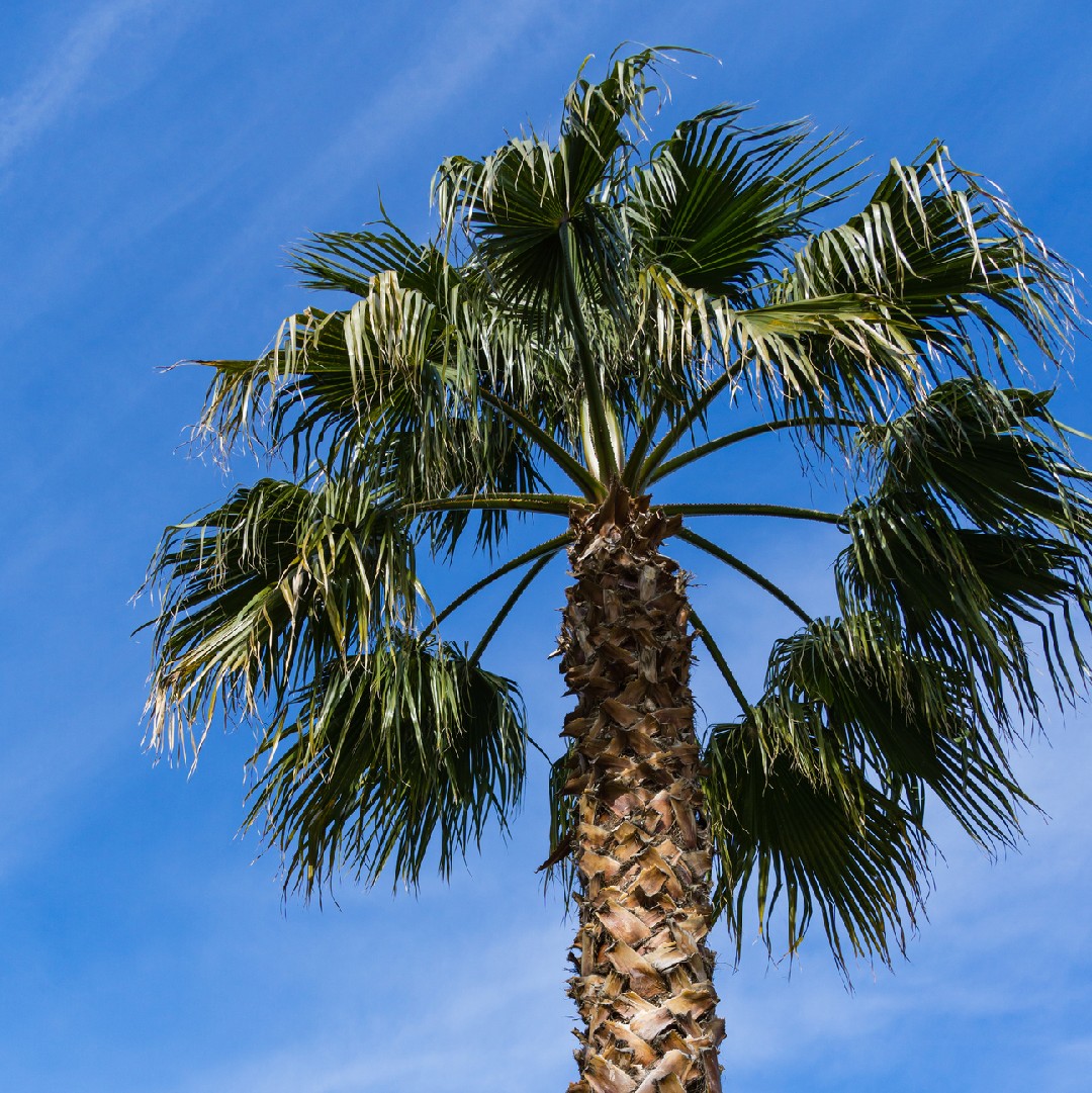 Washingtonia - PictureThis