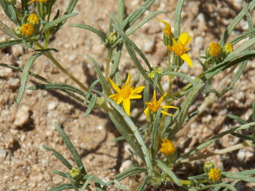 Pectis papposa - PictureThis