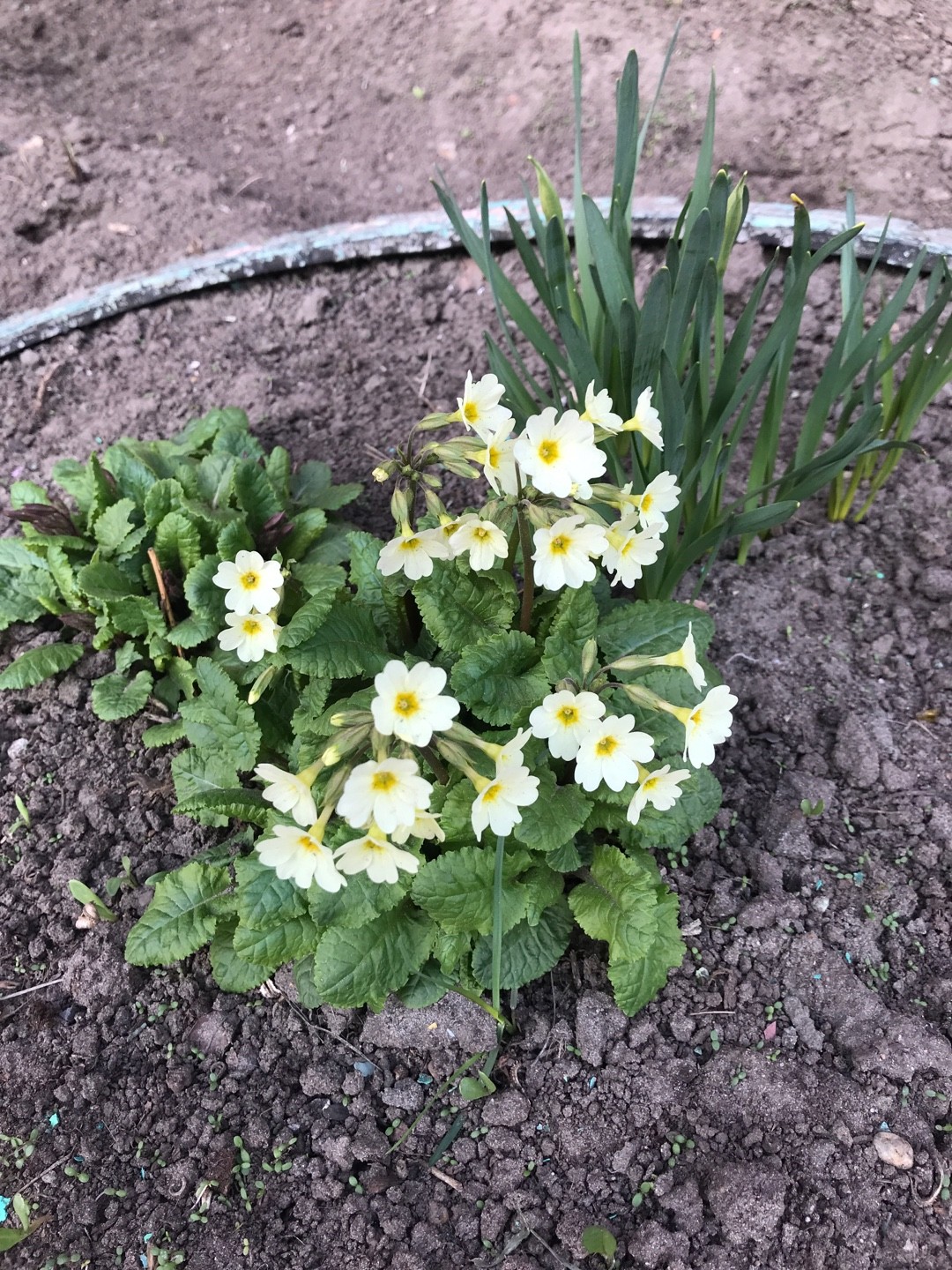 Primula - PictureThis