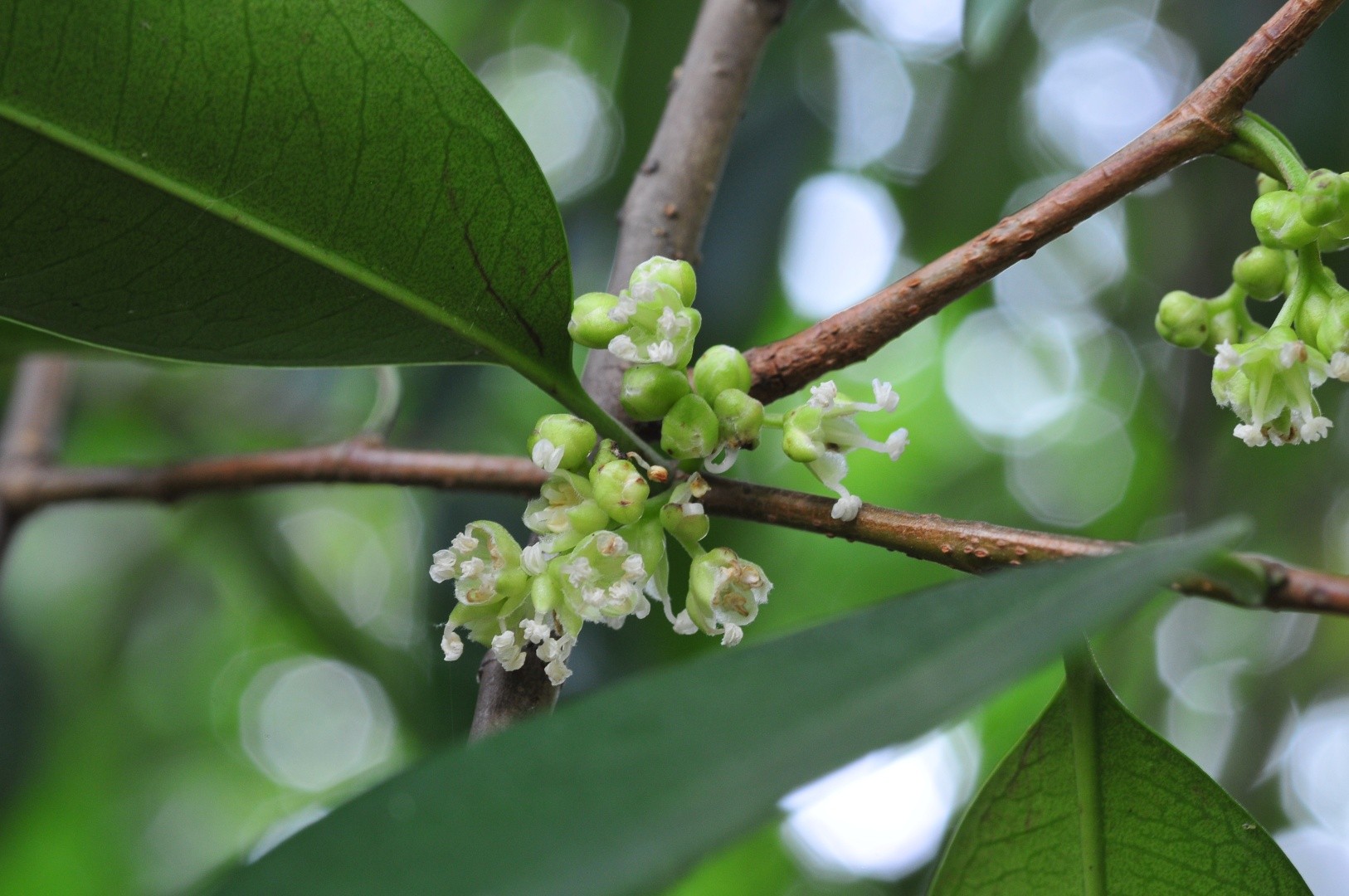Streblus indicus - PictureThis