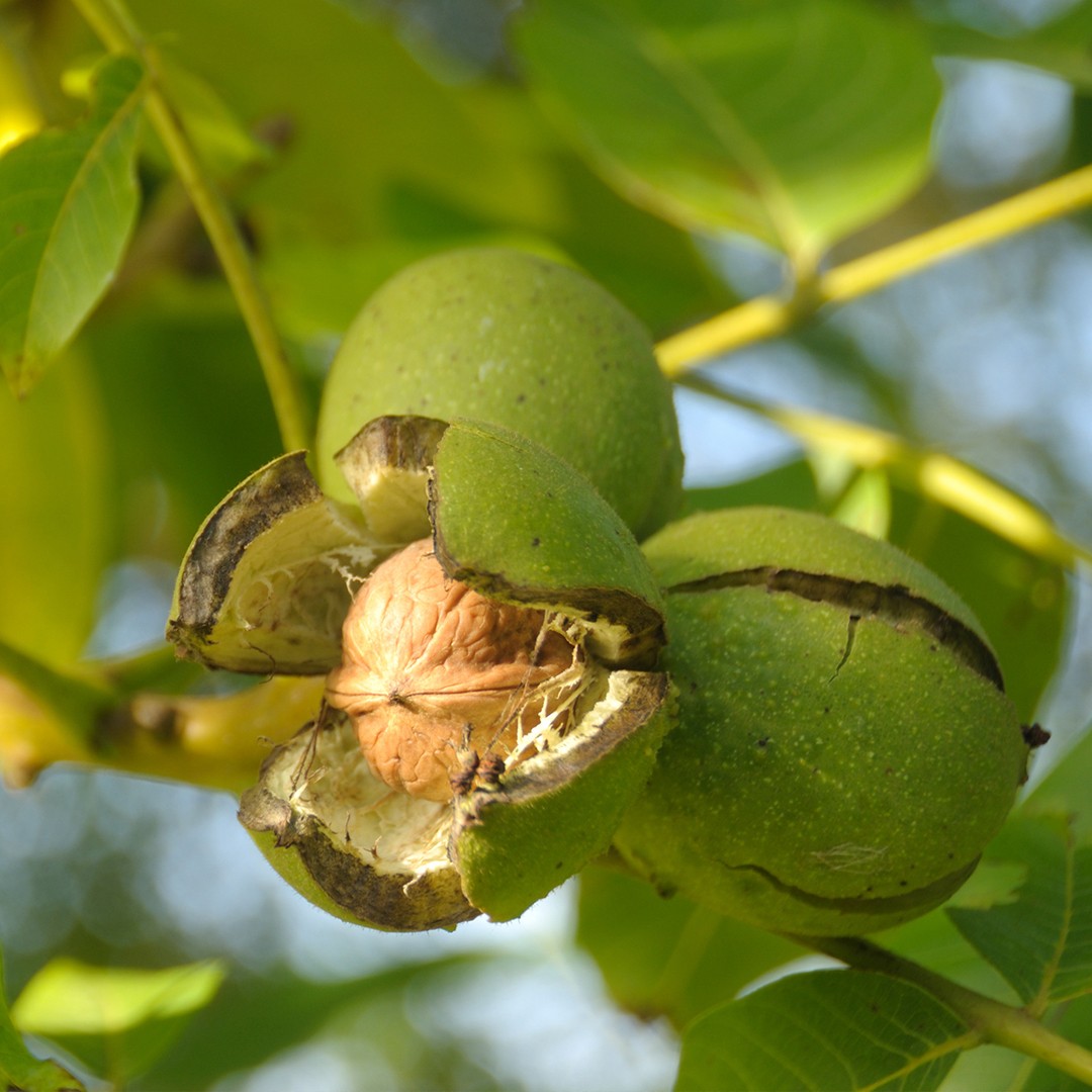 English walnut (Juglans regia) - PictureThis