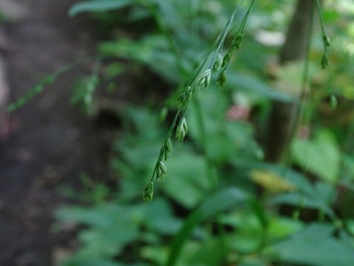 Nodding fescue (Festuca subverticillata) Flower, Leaf, Care, Uses ...