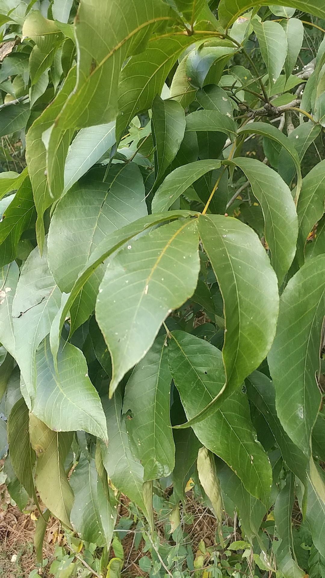 Carya pallida (Carya pallida) - PictureThis
