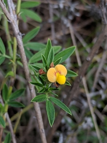 Stylosanthes hamata - PictureThis