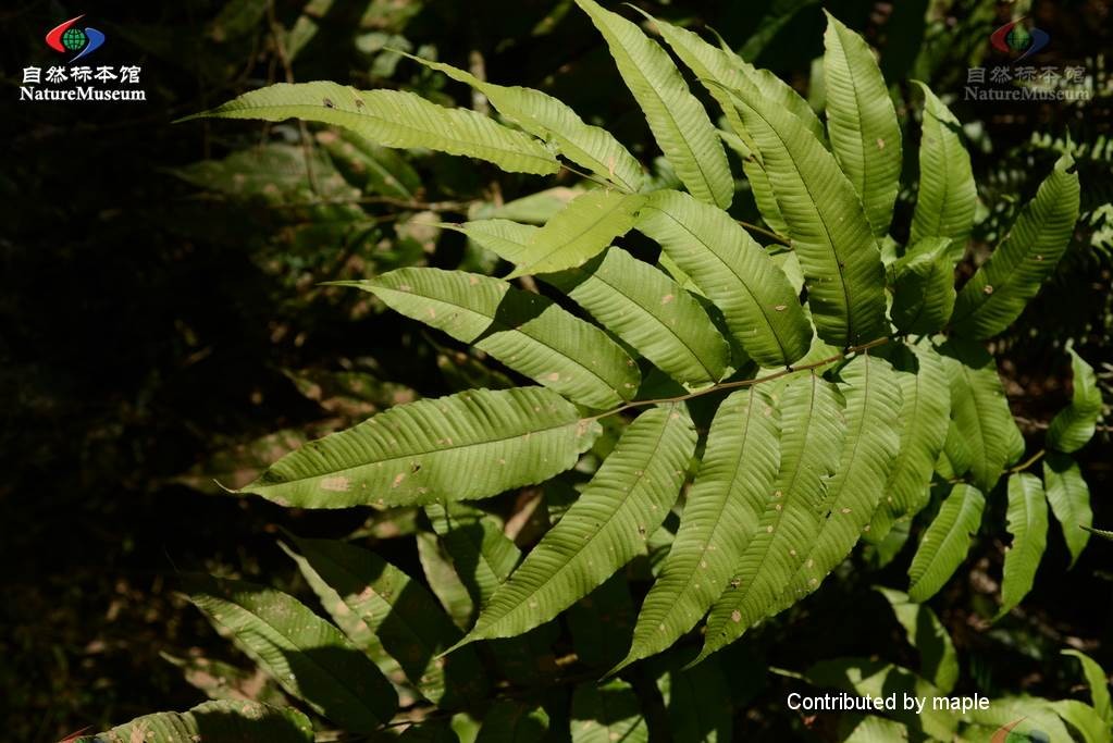 Pronephrium gymnopteridifrons (Pronephrium gymnopteridifrons) - PictureThis