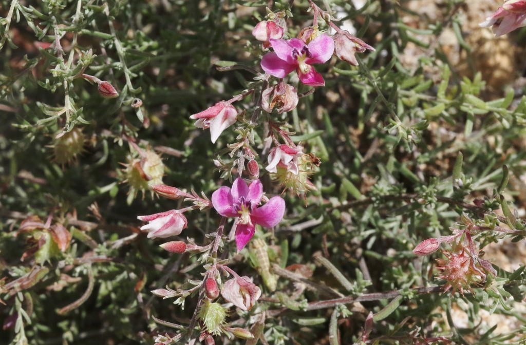 Trailing krameria (Krameria lanceolata) Flower, Leaf, Care, Uses ...