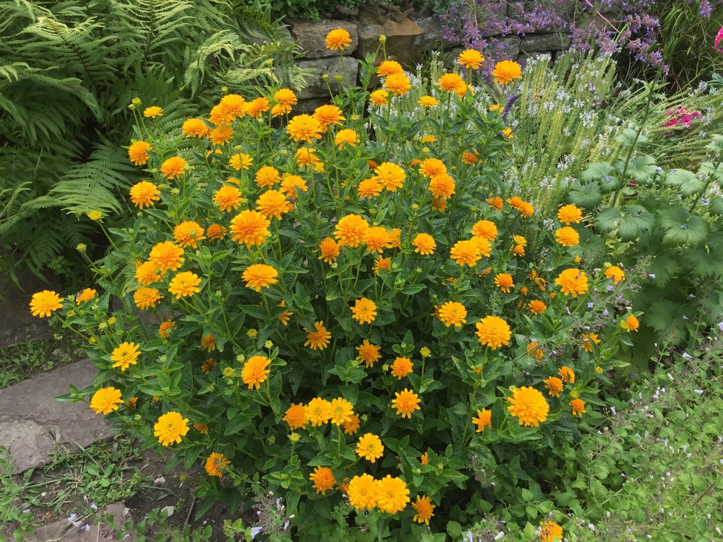 Heliopsis helianthoides 'Asahi' - PictureThis
