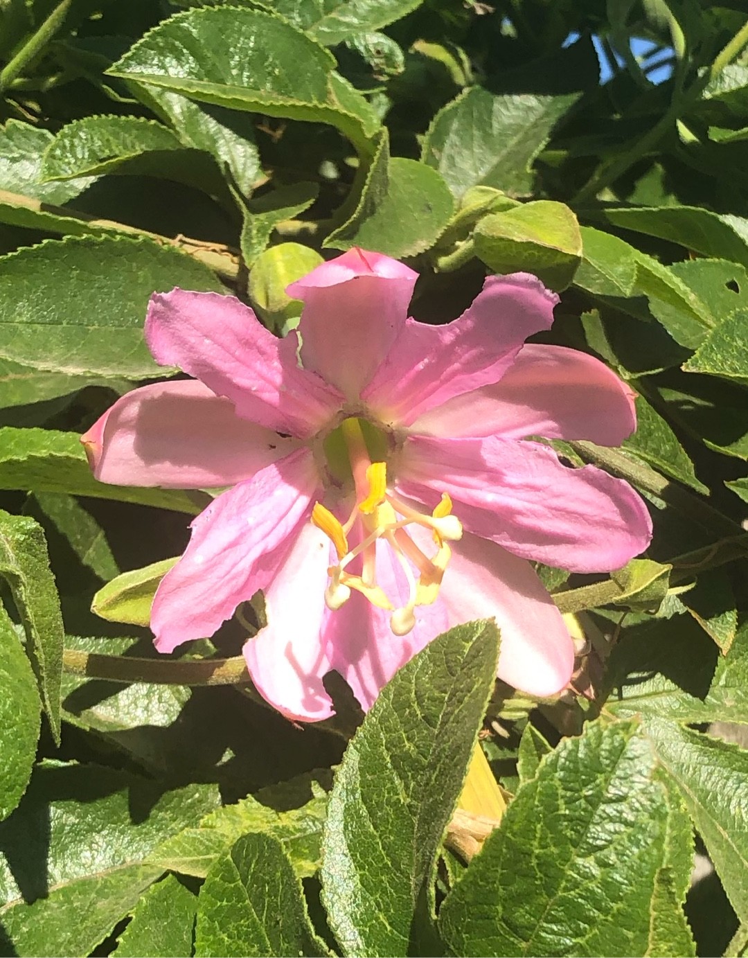 Passiflora mollissima - PictureThis