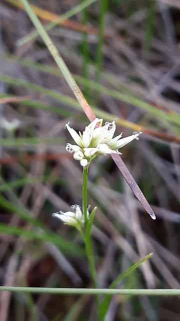 Weißes schnabelried (Rhynchospora alba) - PictureThis
