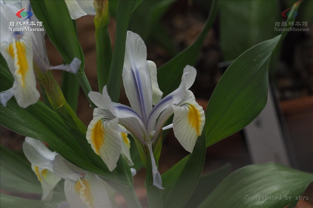 Iris vicaria (Iris vicaria) - PictureThis