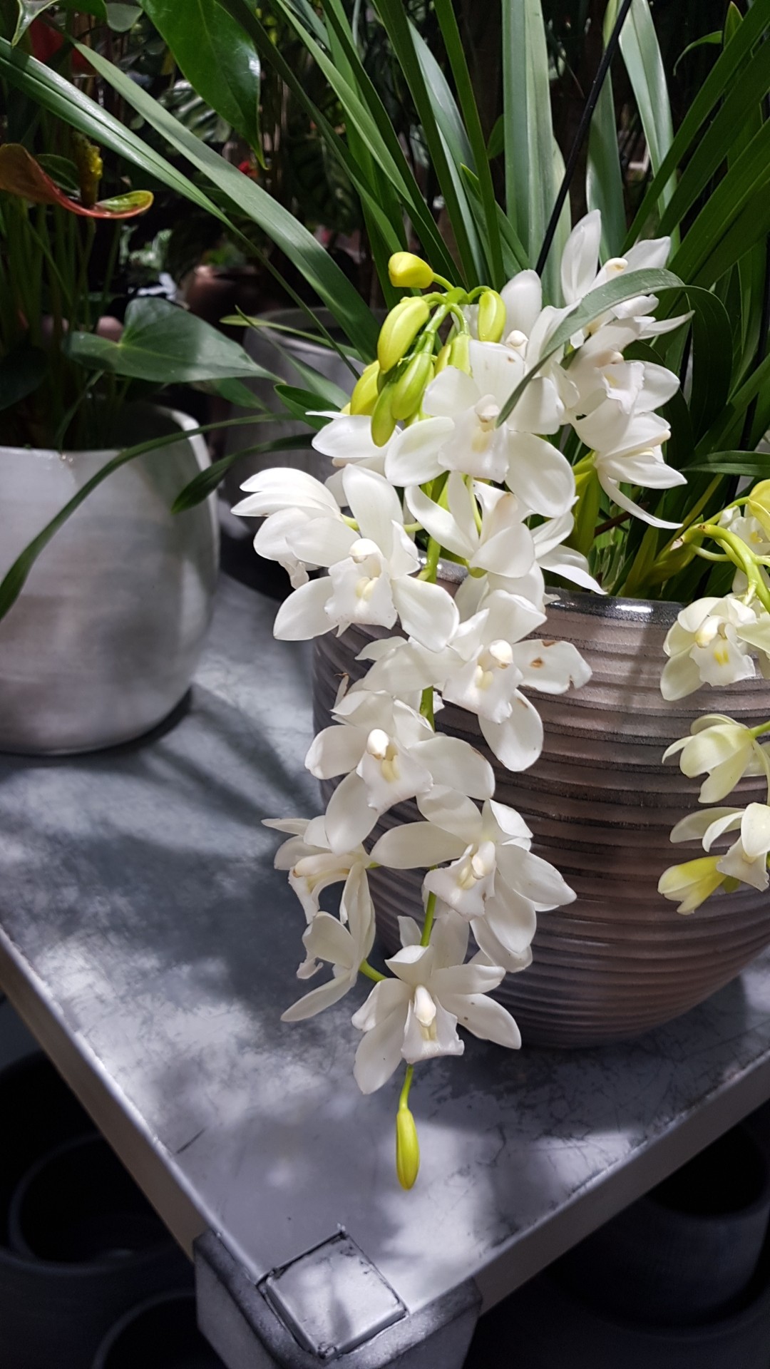 Цимбидиум (Cymbidium) - PictureThis