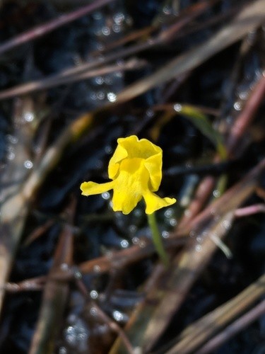Utricularia radiata - PictureThis