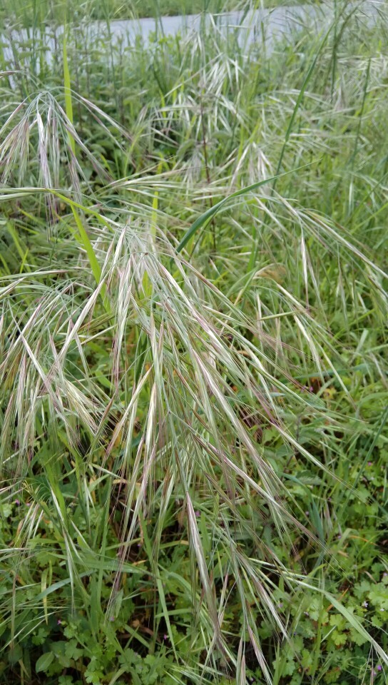 Bromus - PictureThis