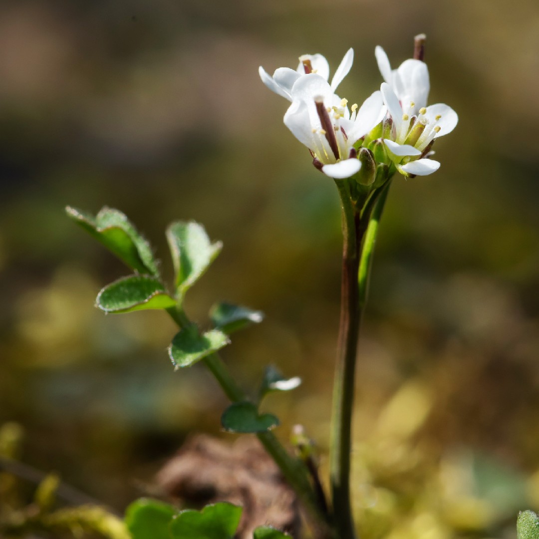 Cardamine hirsuta (Cardamine hirsuta) - PictureThis