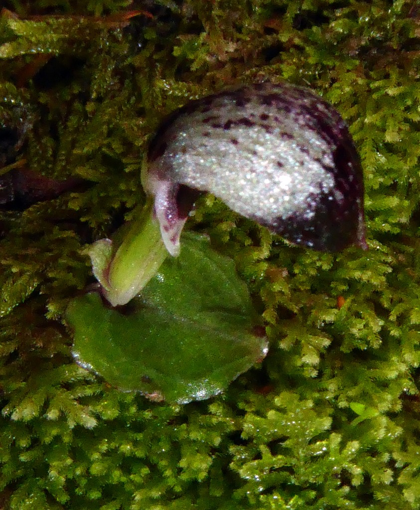 Corybas cheesemanii - PictureThis