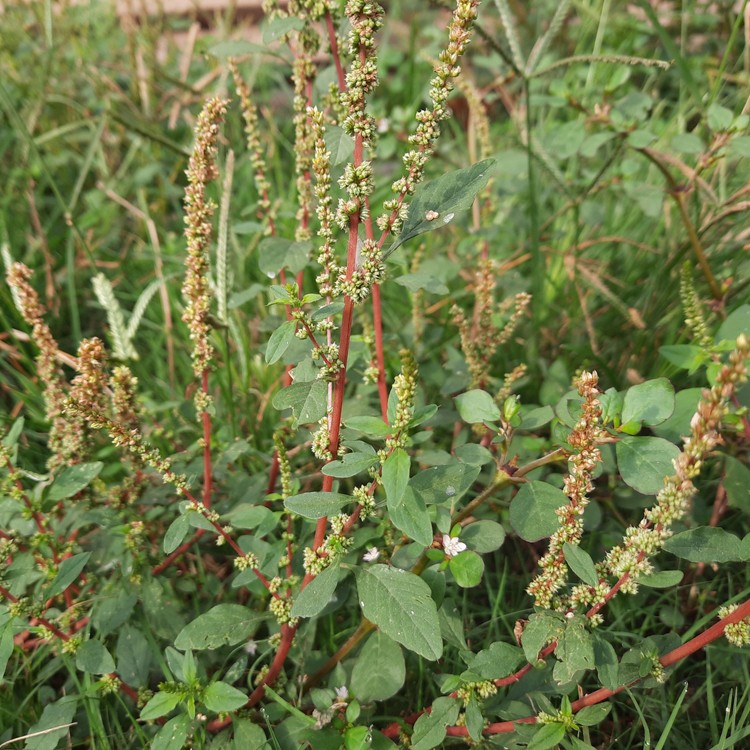 Caruru de Porco Cuidados (Como Cuidar, Doenças, Podar) - PictureThis