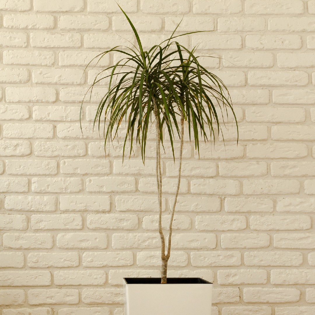 Dracaena reflexa var. angustifolia - PictureThis