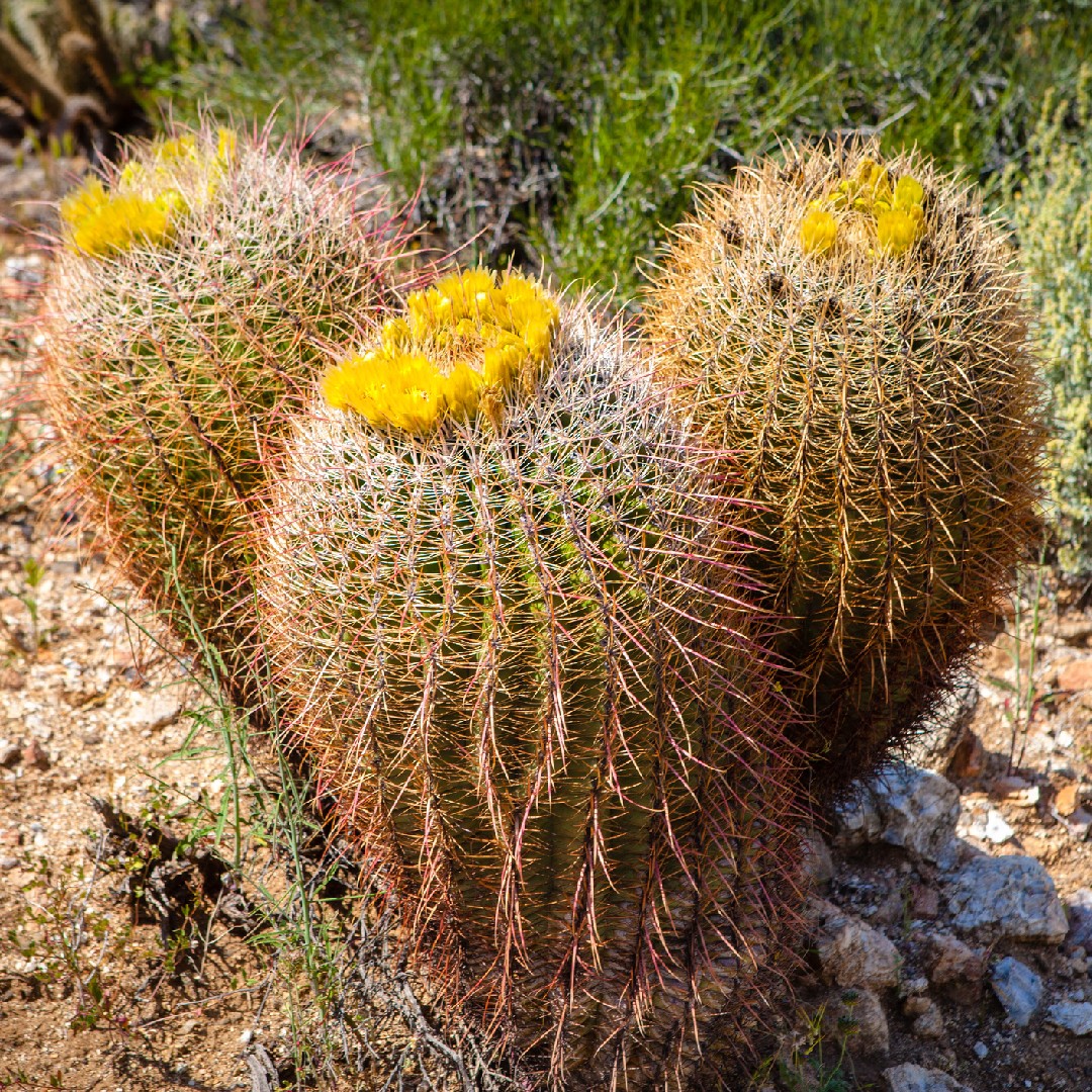 Is california barrel cactus protected? - PictureThis
