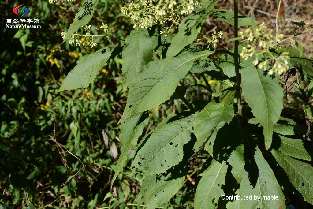 Blumea aromatica - PictureThis