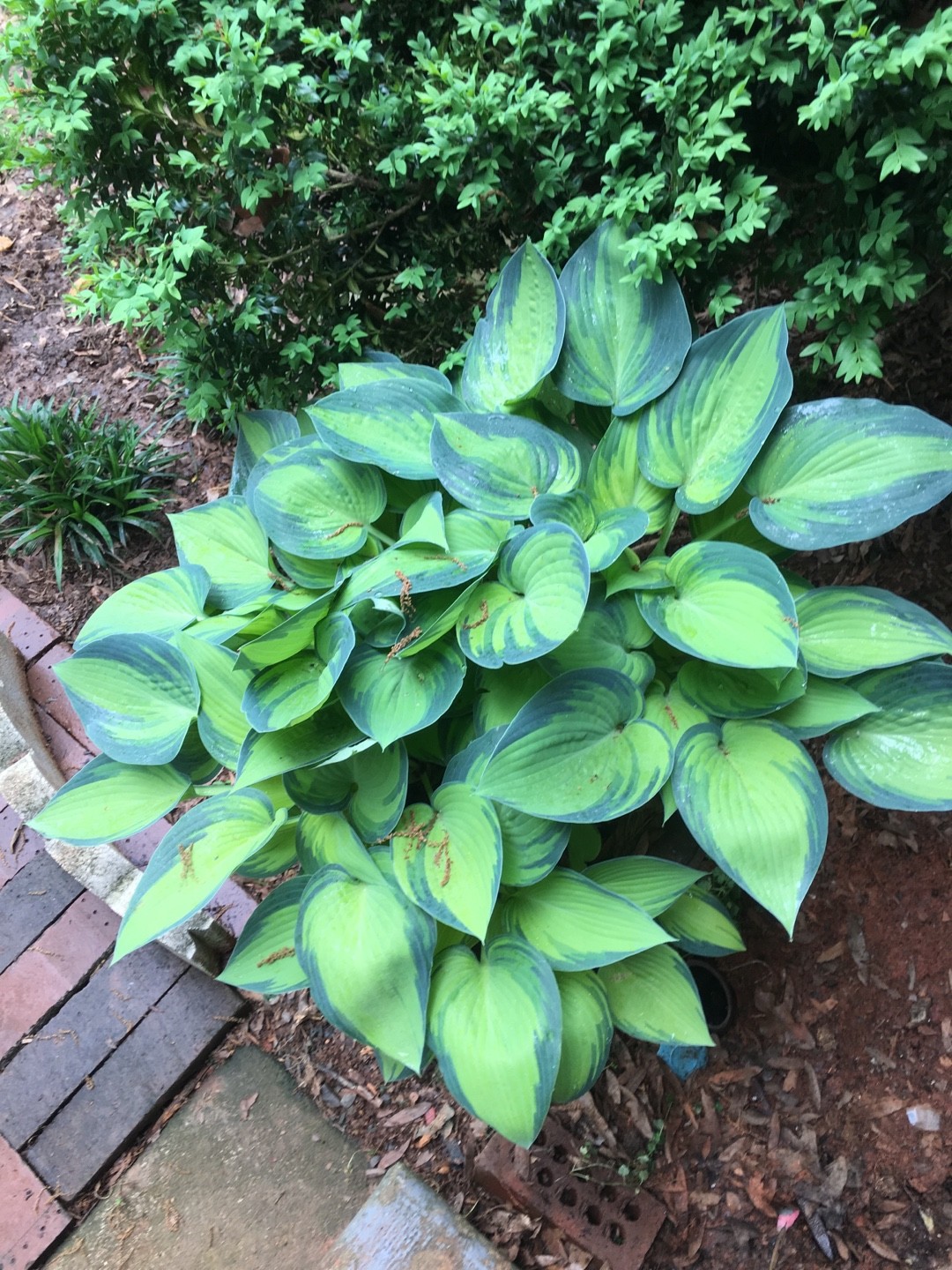 Hosta tardiana 'June' - PictureThis