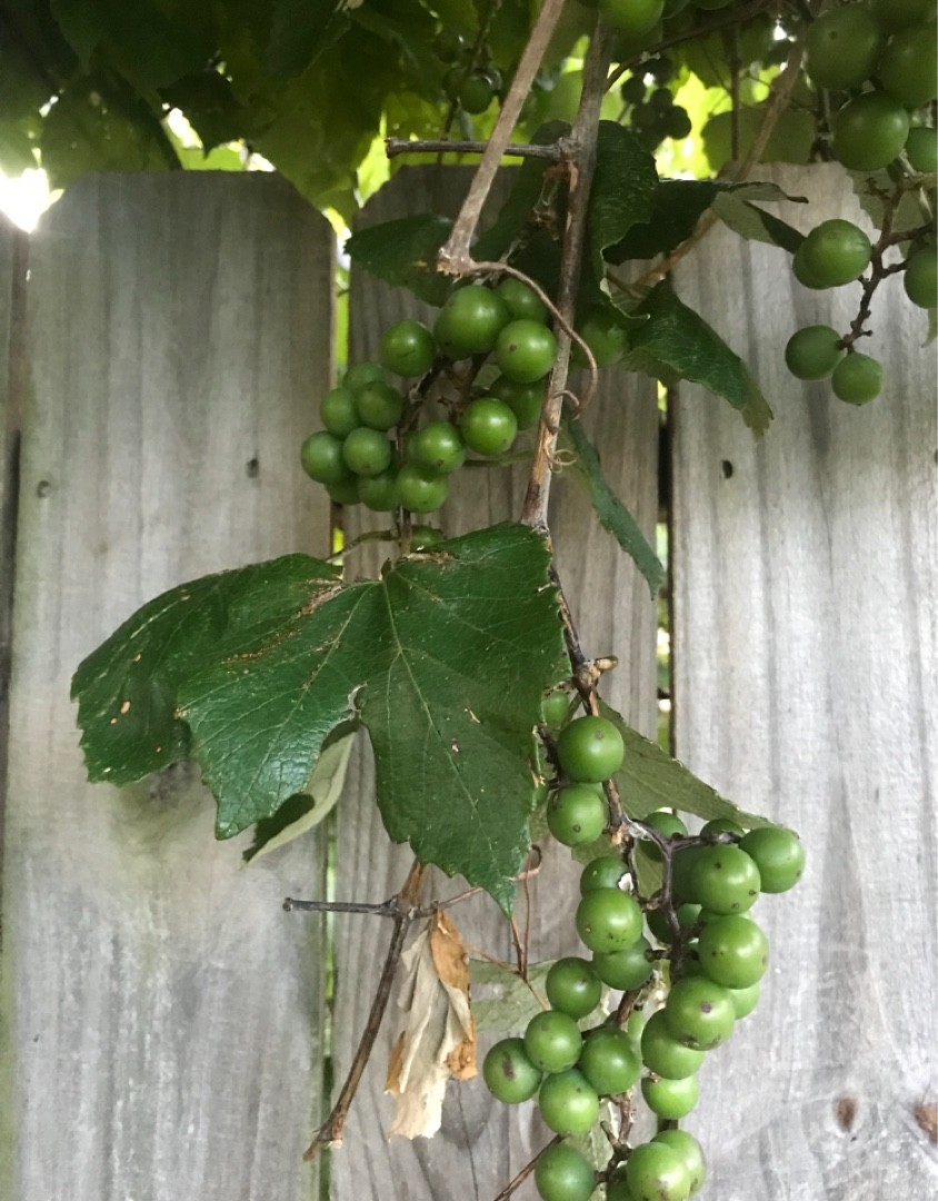 Vitis mustangensis - PictureThis