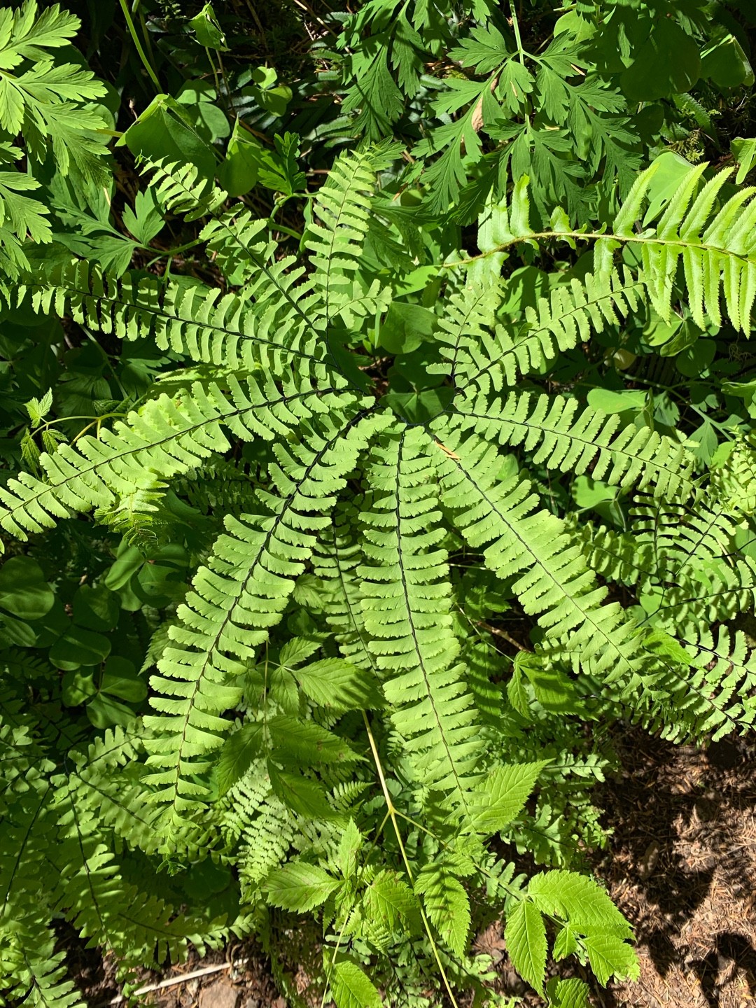 Adiantum (Adiantum) - PictureThis