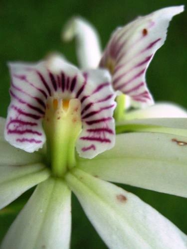 Prosthechea chacaoensis - PictureThis