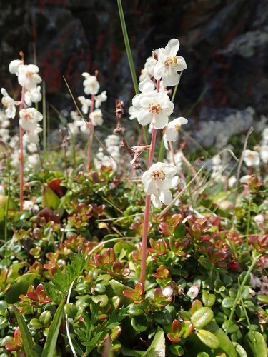 Pyrola grandiflora - PictureThis