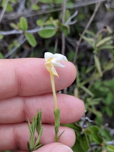 Menodora longiflora - PictureThis