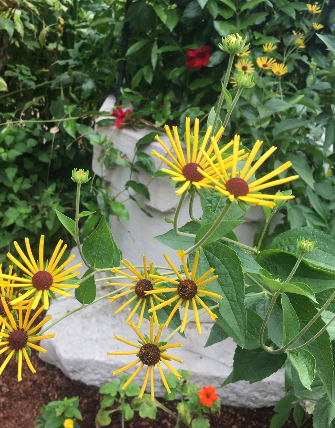 Rudbeckia subtomentosa 'Henry Eilers' - PictureThis