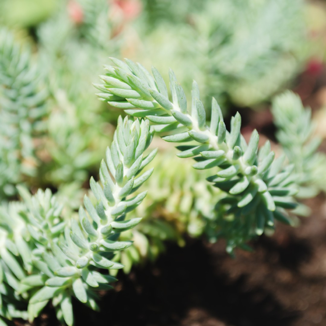 Villadia batesii - PictureThis