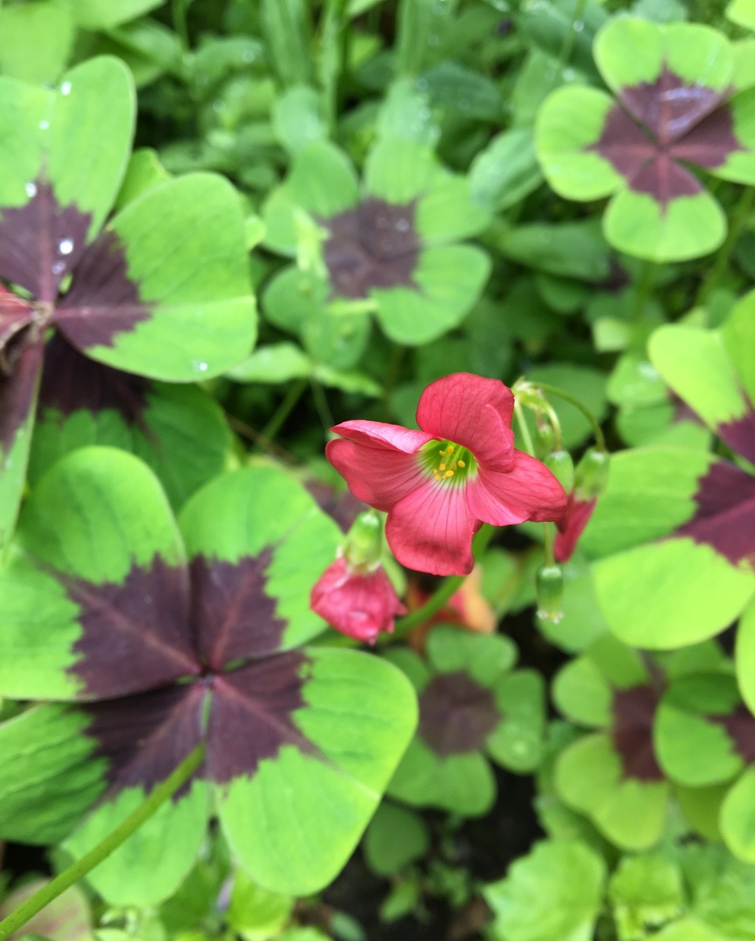 Oxalis tetraphylla 'Iron Cross' - PictureThis