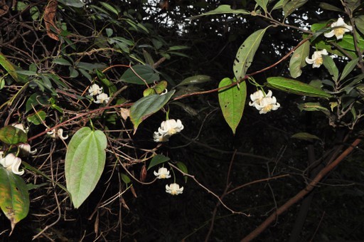 Clematis henryi - PictureThis
