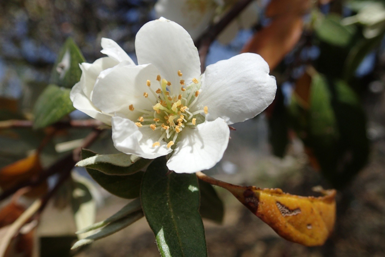 Docynia delavayi - PictureThis