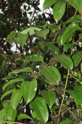 Smilax lanceifolia - PictureThis