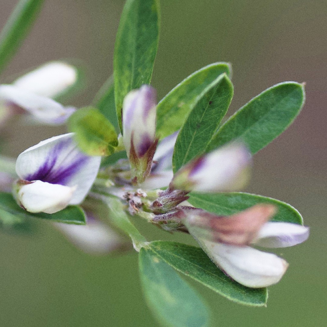 Lespedeza cuneata - PictureThis