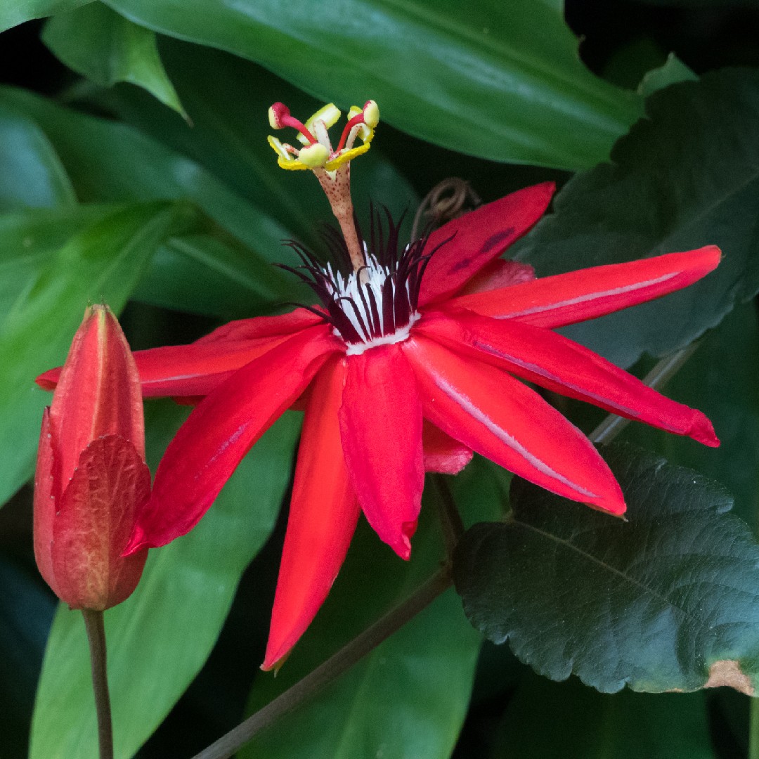 ¿Cuándo florece el pasiflora escarlata - PictureThis