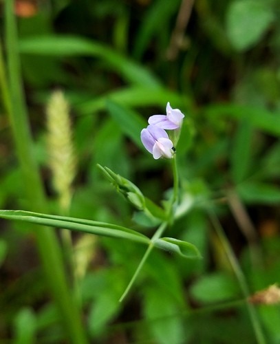 Lathyrus pusillus - PictureThis