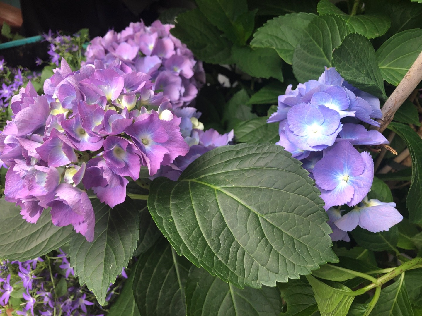 Hydrangea macrophylla 'Europa' - PictureThis