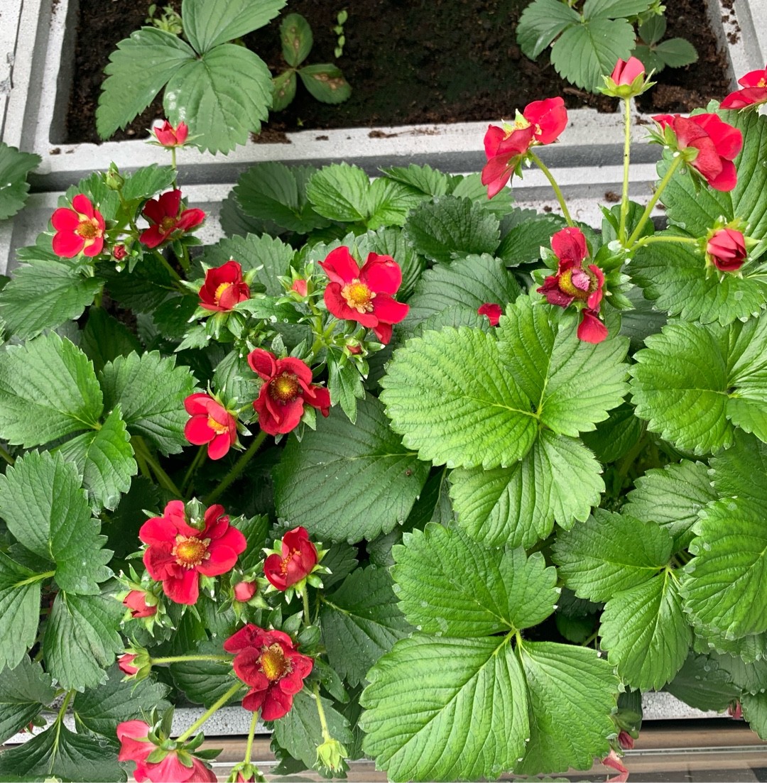 Fragaria (Fragaria) - PictureThis