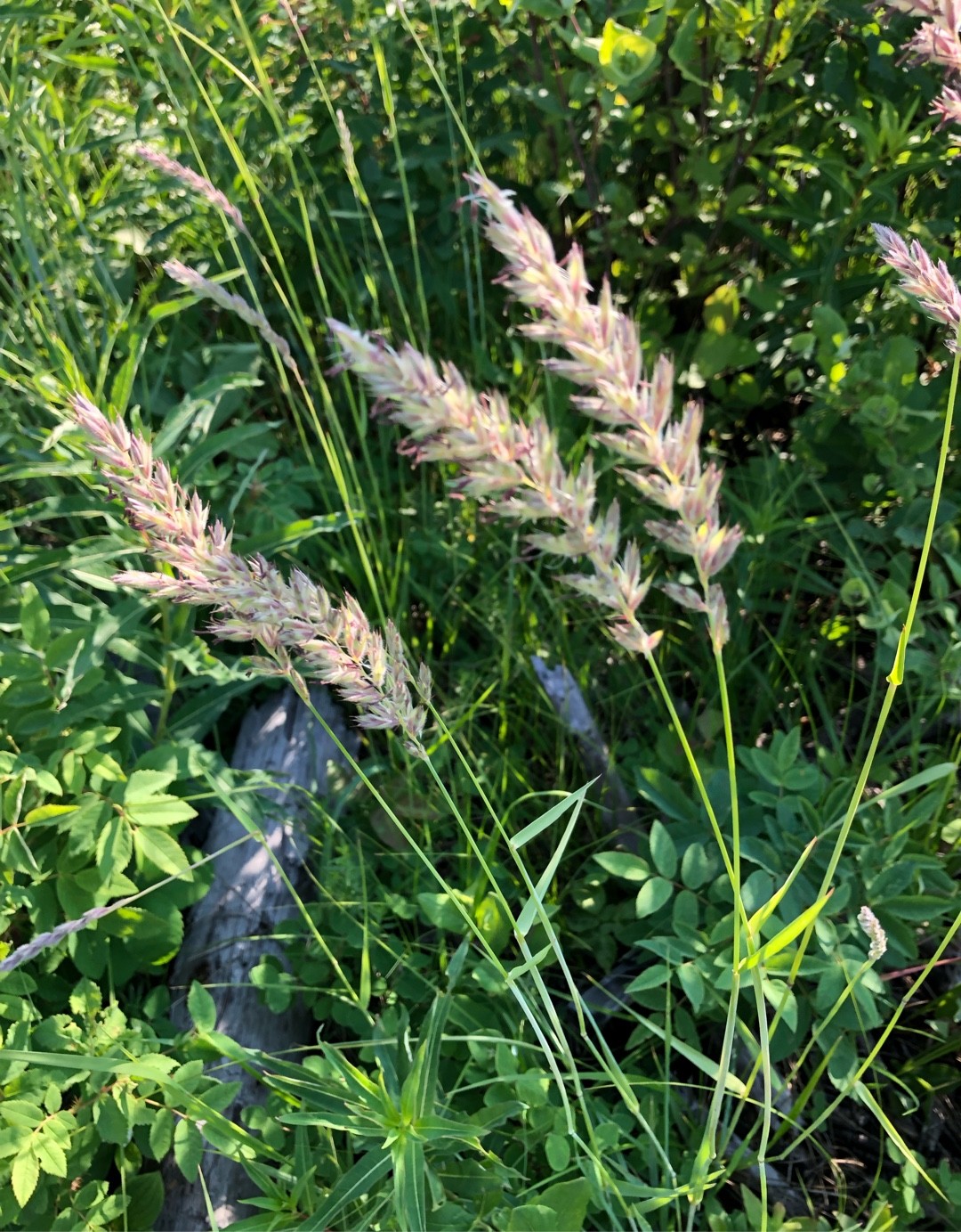Koelérie à crêtes (Koeleria pyramidata) - PictureThis