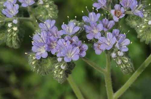 Phacelia congesta - PictureThis
