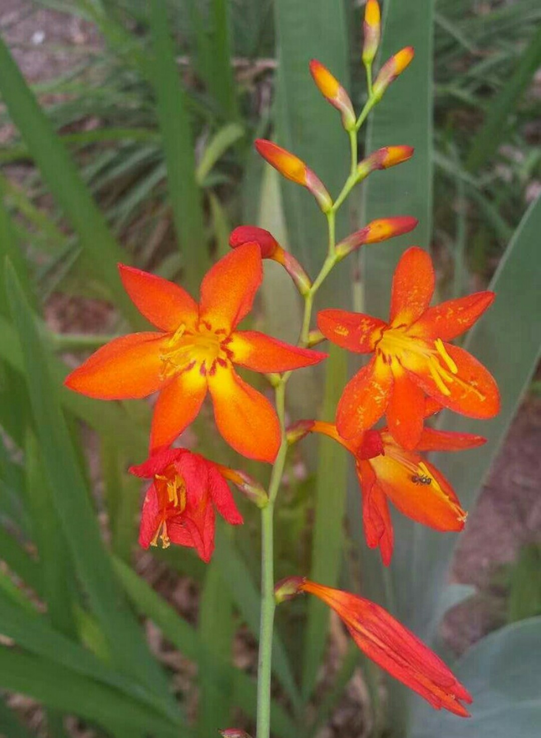 Crocosmia × crocosmiiflora 'Carmin Brillant' - PictureThis