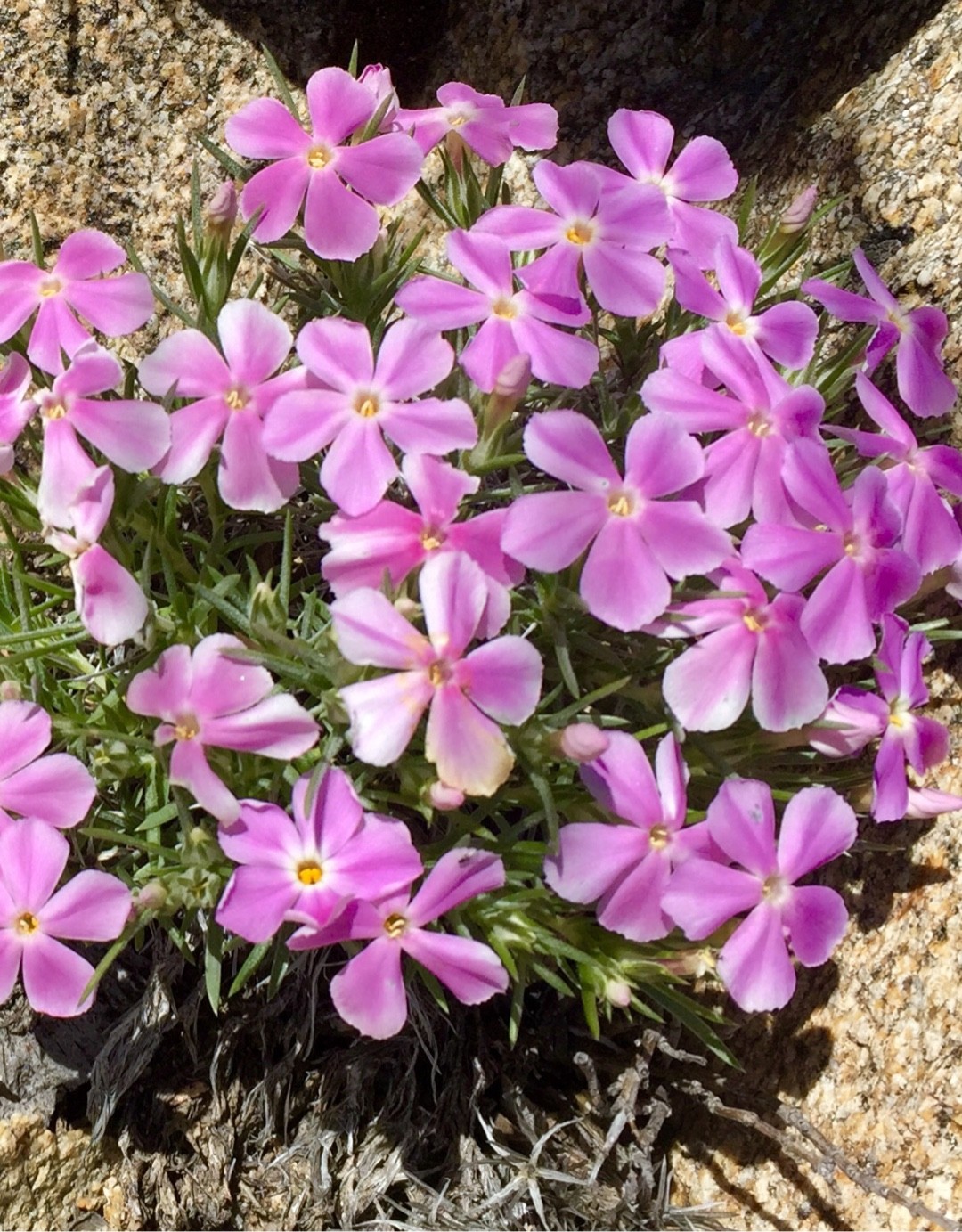 Phlox austromontana (Phlox austromontana) - PictureThis