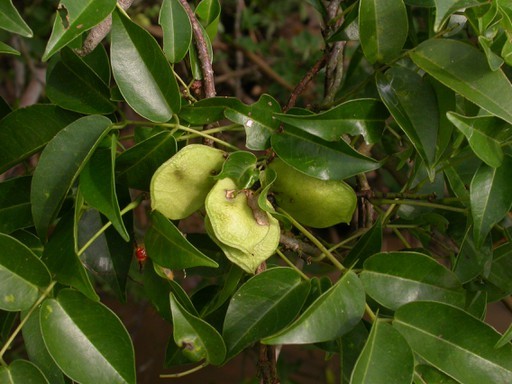 Timbós (Derris) - PictureThis