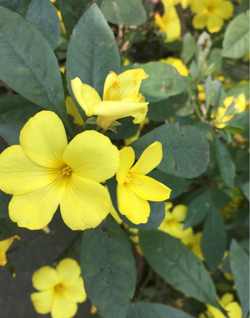 Reinwardtia indica 照顧，繁殖，開花時間 - PictureThis