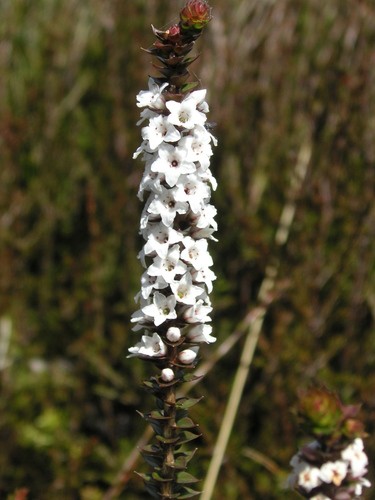Coral heath (Epacris microphylla) Flower, Leaf, Uses - PictureThis