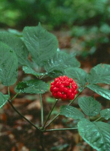 Panax ginseng (Panax ginseng) - PictureThis