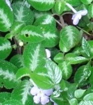 Episcia lilacina - PictureThis